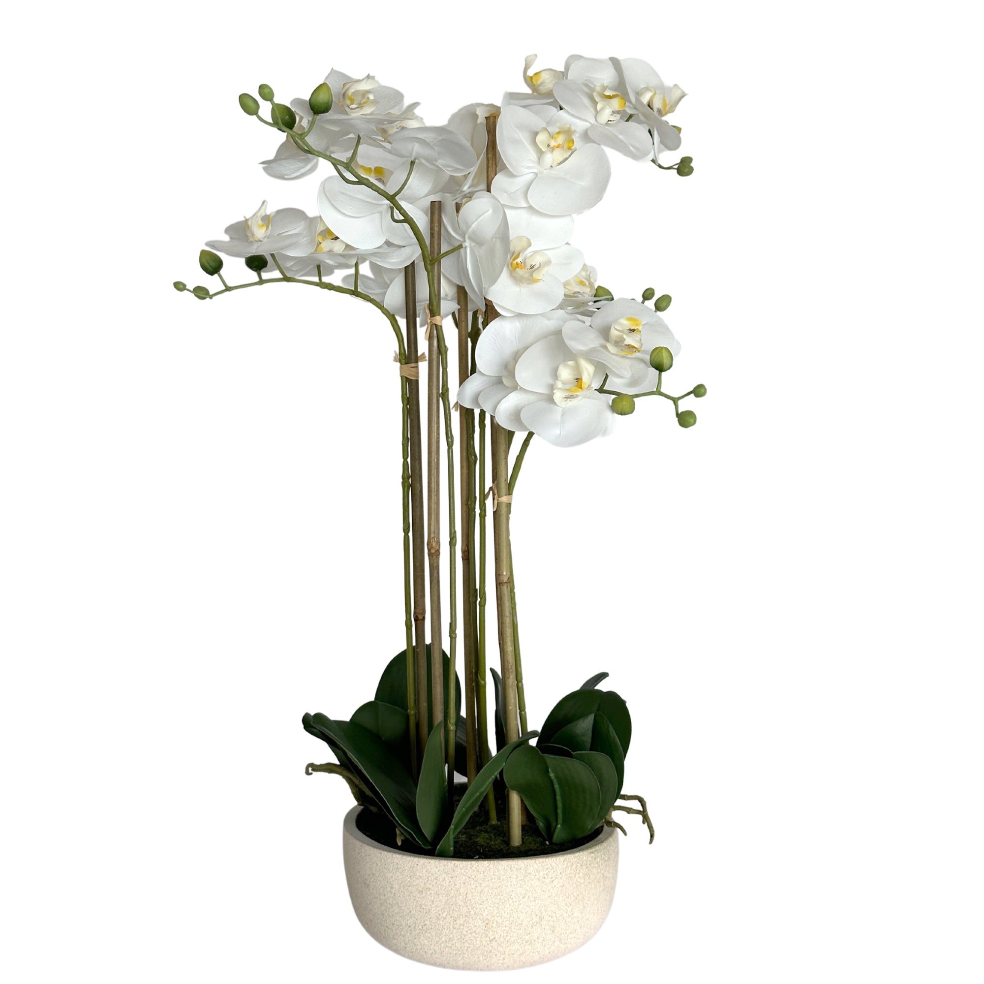 Orchid Potted Real Touch 71cm White – OneWorld Collection