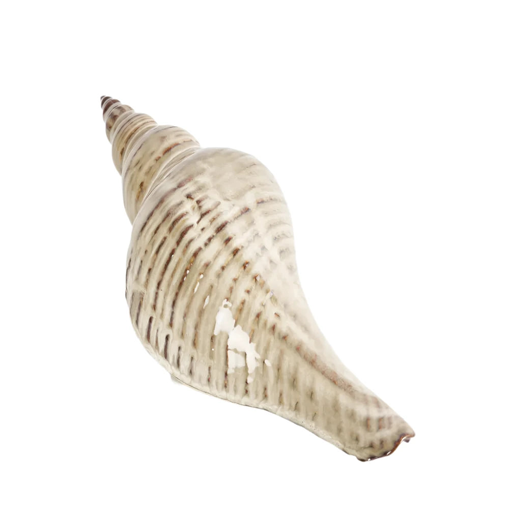 Conch Shell – OneWorld Collection