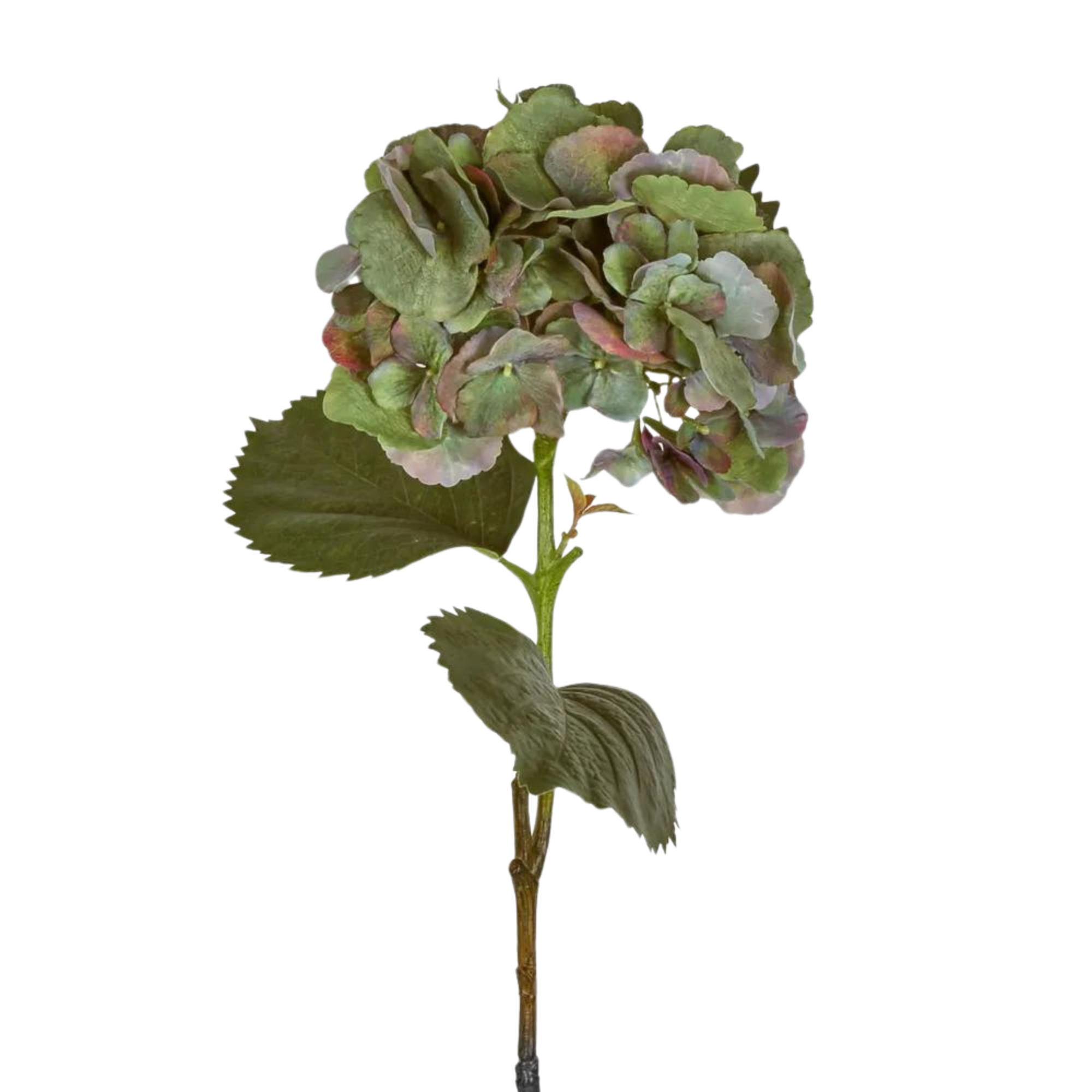 Hydrangea Large Green Stem With Leaves 75cm – OneWorld Collection