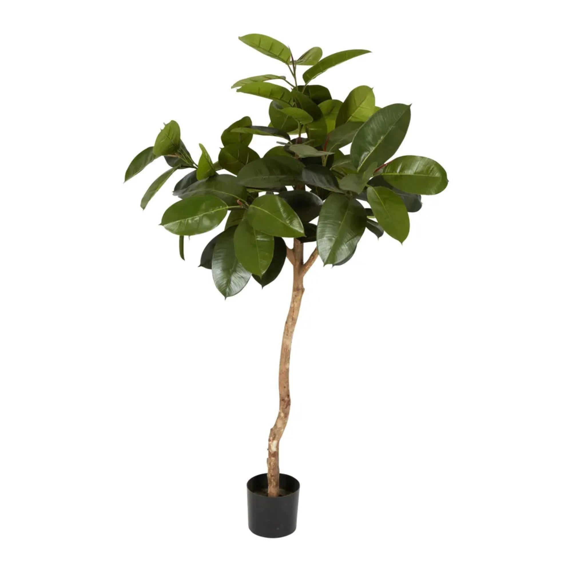 Rubber Plant Tree 1.2m – OneWorld Collection