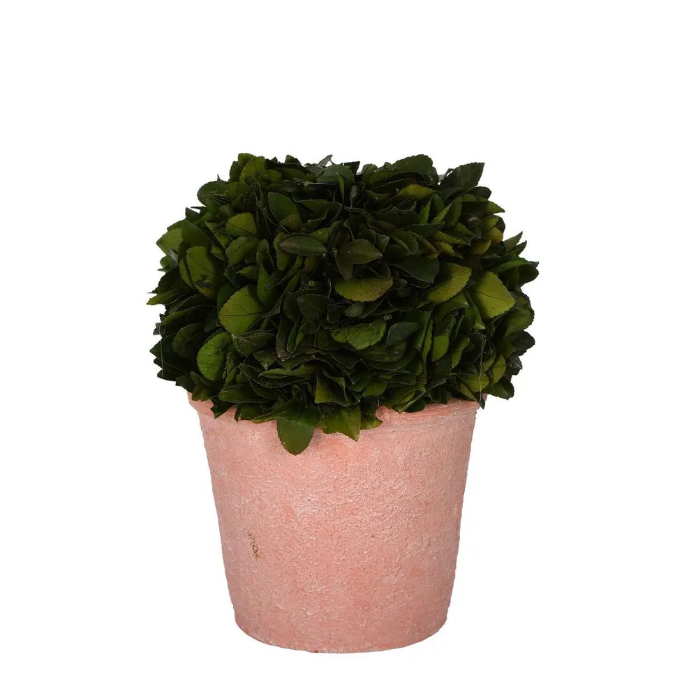 Preserved Holly Ball in Terracotta Pot – OneWorld Collection