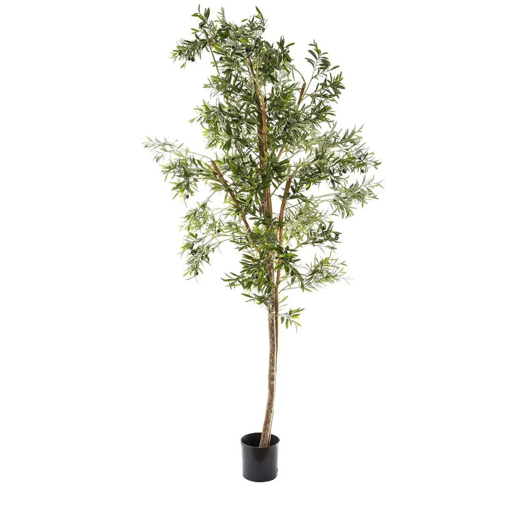 Olive Tree 2.4m – OneWorld Collection